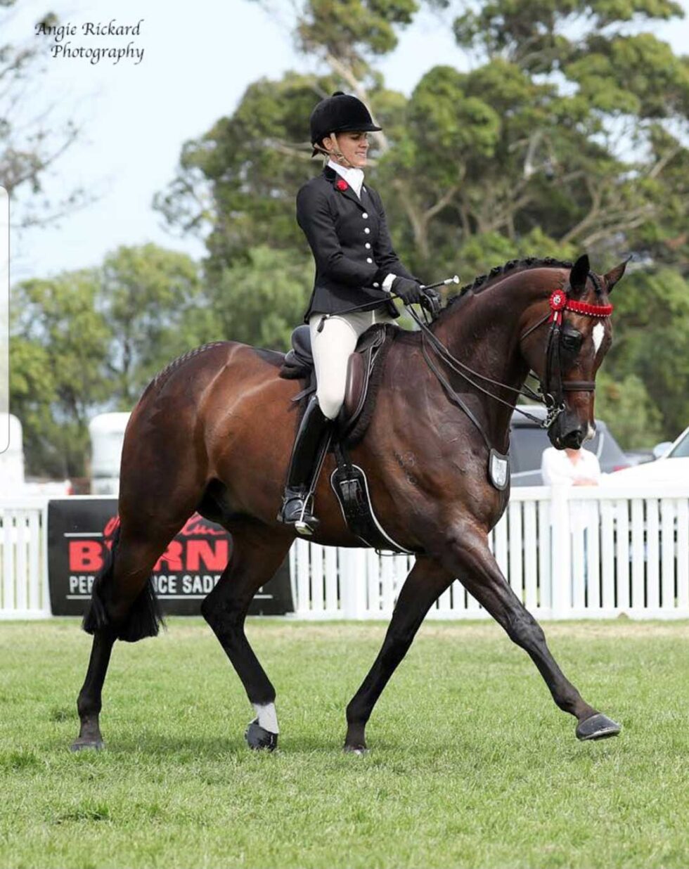 OTT Show Horse of the Year Winner 2020 | EVArena